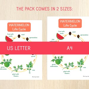 Watermelon Unit Study, Parts, Life Cycle, Varieties, Worksheets ...