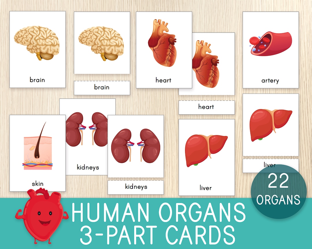 Human Organs 3-part Cards, Human Body , Nomenclature Cards, Human ...