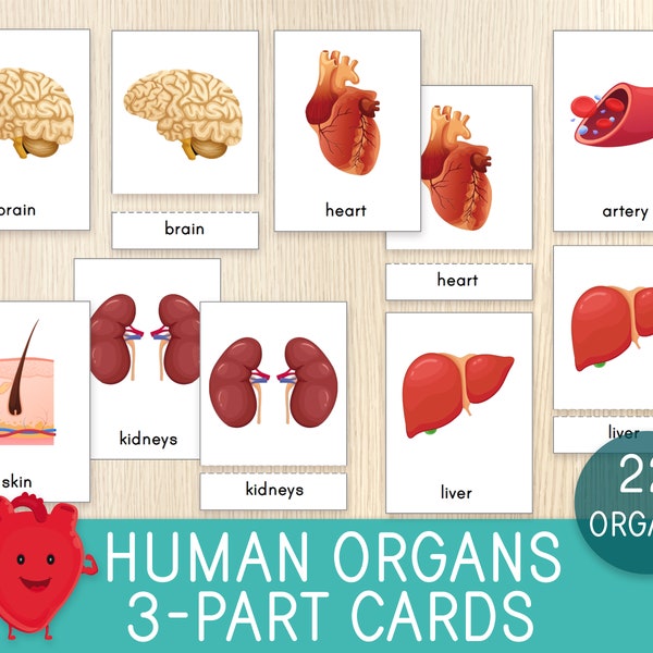 Human Body Puzzle - Etsy