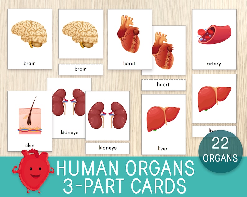 Human Organs 3-part Cards Human Body Nomenclature Cards - Etsy