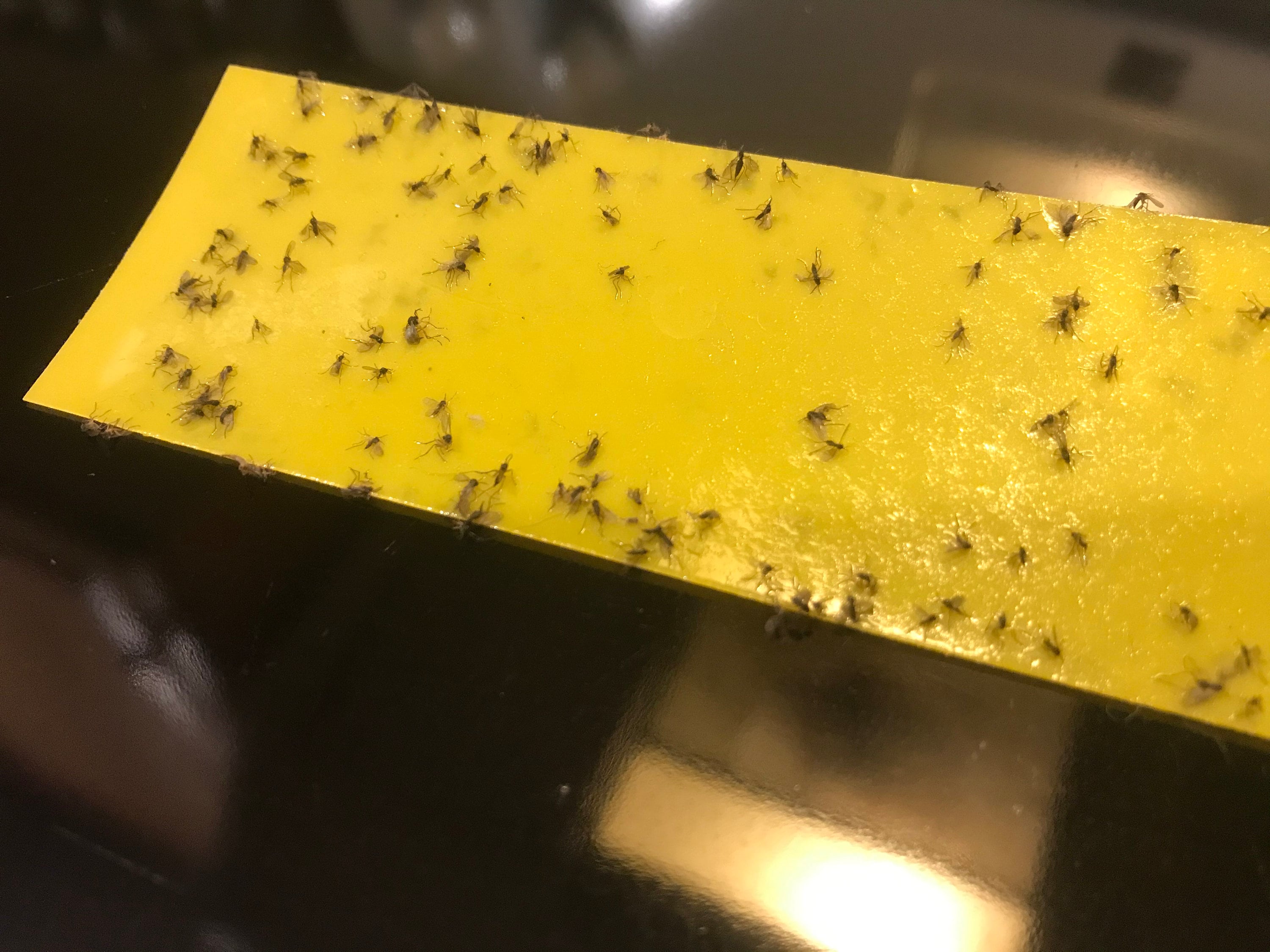 Fungus Gnat Traps 20-pack Pesticide-free Traps Houseplant - Etsy