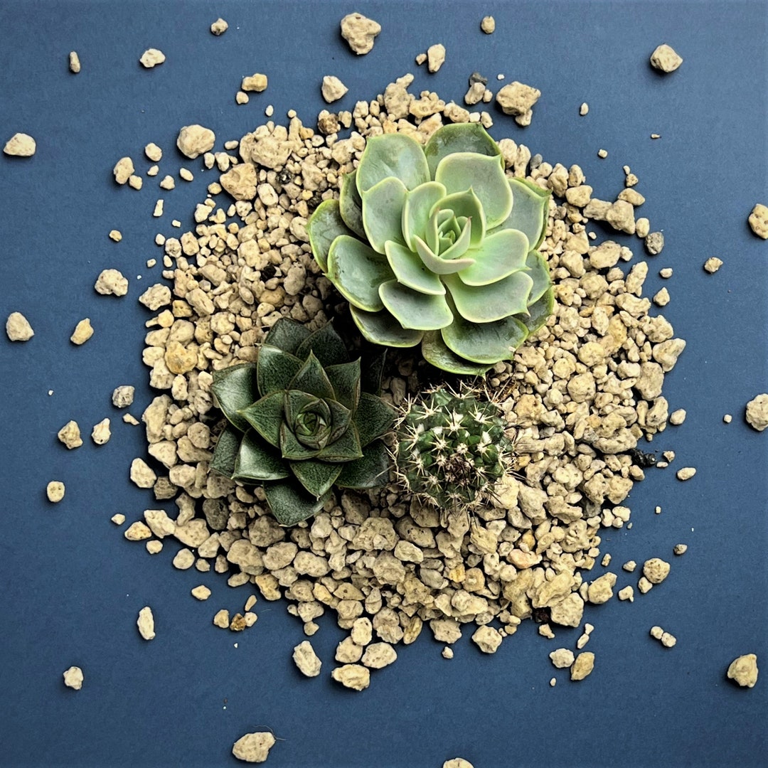 Pumice (PON or Leca-like Substrate) - Etsy