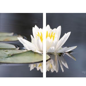 Nature Photograph of a White Lily Pad Flower Spit Into Two, Wall Decor ...