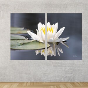 Nature Photograph of a White Lily Pad Flower Spit Into Two, Wall Decor ...
