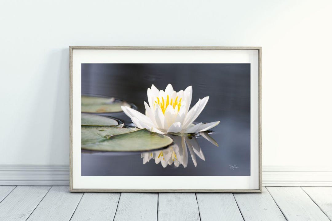 Nature Photograph of a White Lily Pad Flower on the Lake, Wall Decor ...