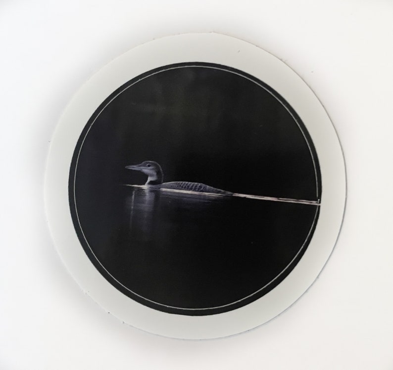 Common Loon Sticker From Photograph Juvenile Loon on Lake Loon Rescue ...
