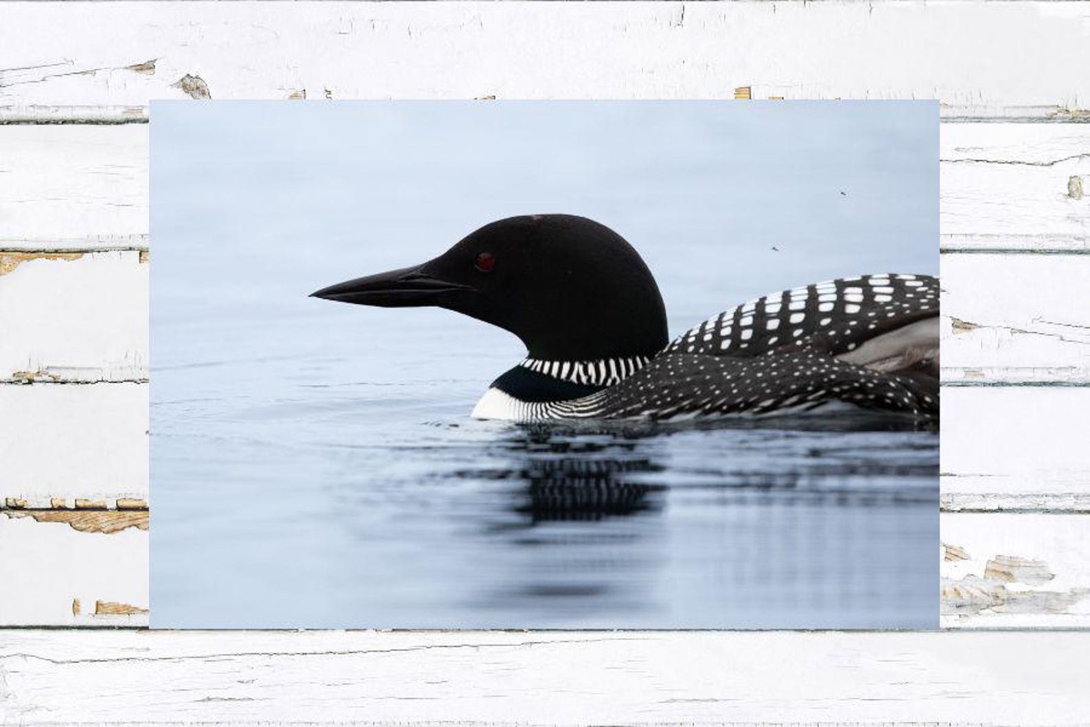 Common Loon Wall Decor Wildlife Wisconsin Art Cabin Art Nature Wall Art ...