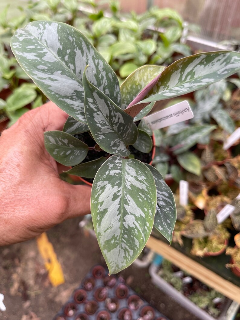 Apoballis Acuminatissima 'lavallei'. New Beautiful | Etsy