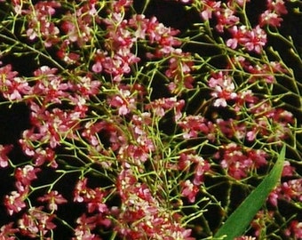 Oncidium Orchid | Etsy