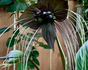 Black Bat tacca Chantrieri Plant Starter Beautiful Flower - Etsy