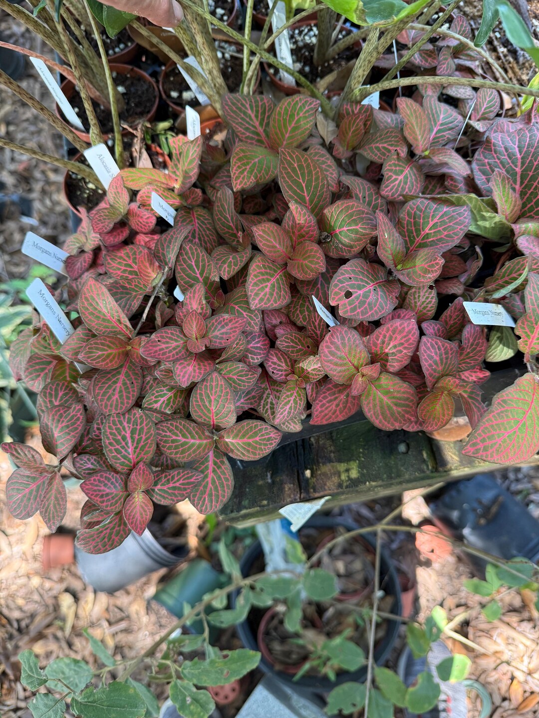 Fittonia Red Flame. Nerve Plant. Nice Full 3” Pots. - Etsy