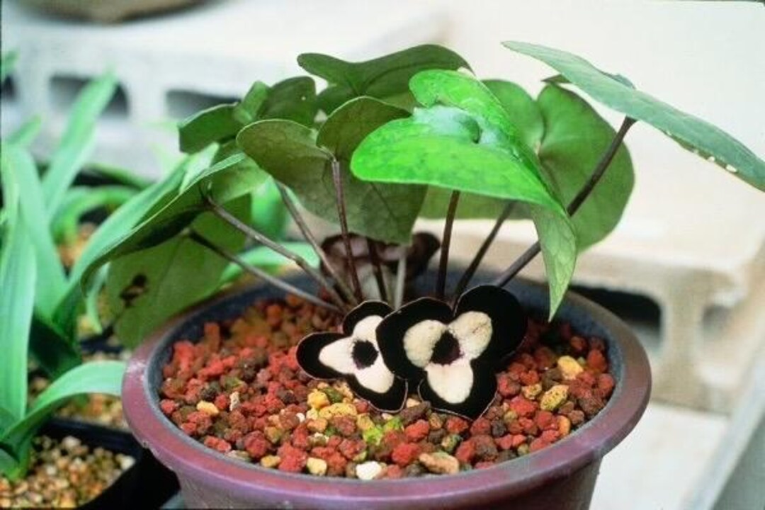 Panda Face Ginger. Asarum Max. Ling Ling. Nice Starter in a 3” Pot! - Etsy