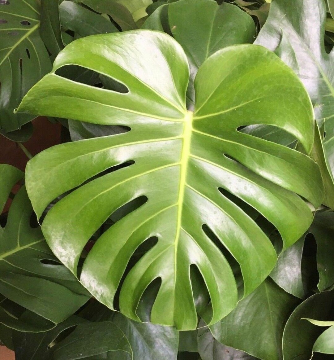 Monstera Deliciosa, Split Leaf Philodendron. Overgrown 3" Pot! - Etsy