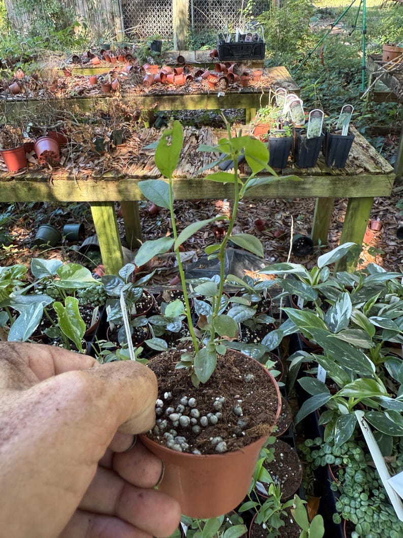 Blueberry Pink Lemonade. Nice Starter in a 3" Pot. - Etsy