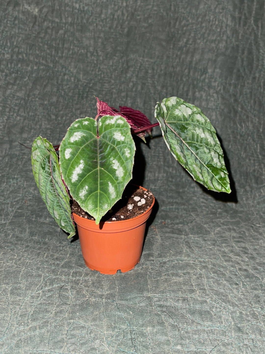 Cissus Discolor. the Rex Begonia Vine. Ships in 3 Pot. - Etsy