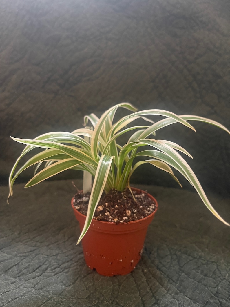 Variegated Spider Plant Chlorophytum Comosum 'variegata Compacta'. - Etsy