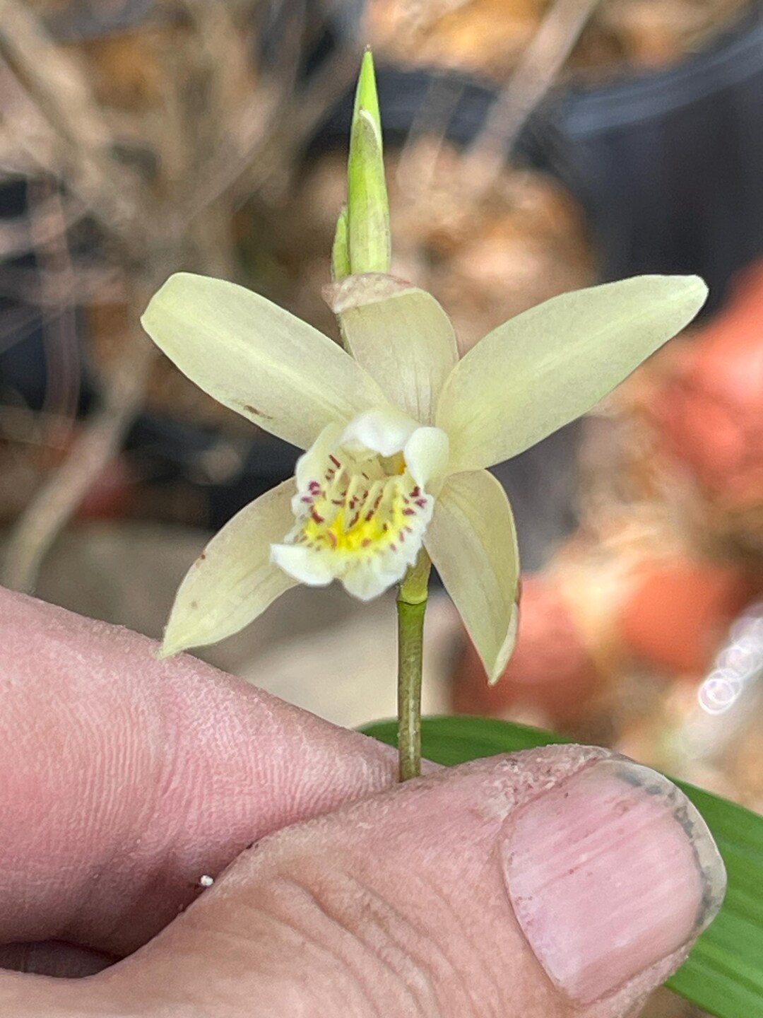 Bletilla Striata "terracotta Princess". Nice Ground Orchid in 3" Pot ...