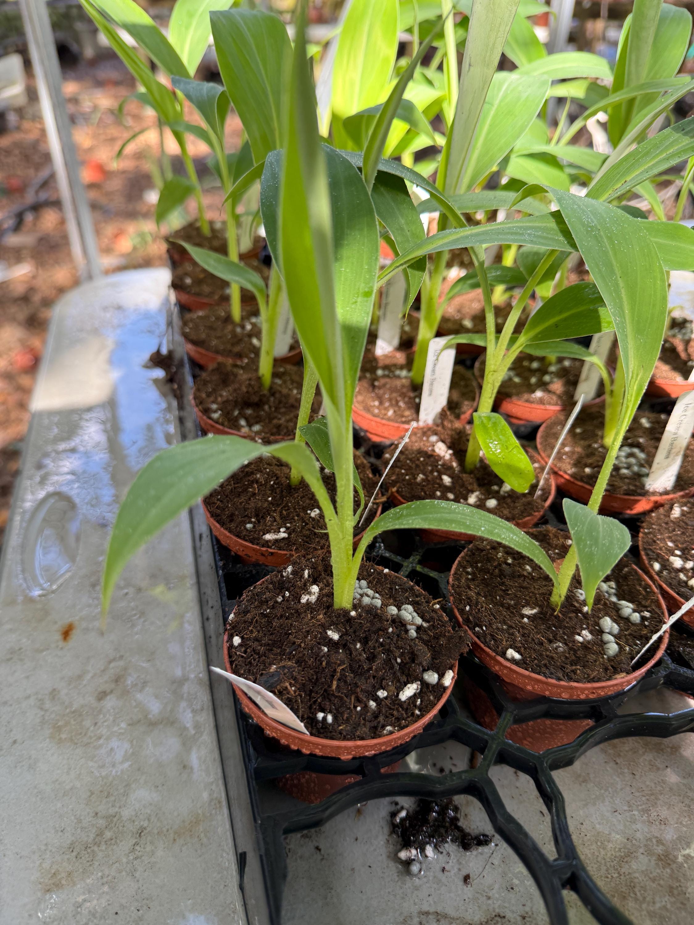 Musa Ice Cream, Aka. Blue Java Banana. Nice Starter in a 3” Pot! Fast ...