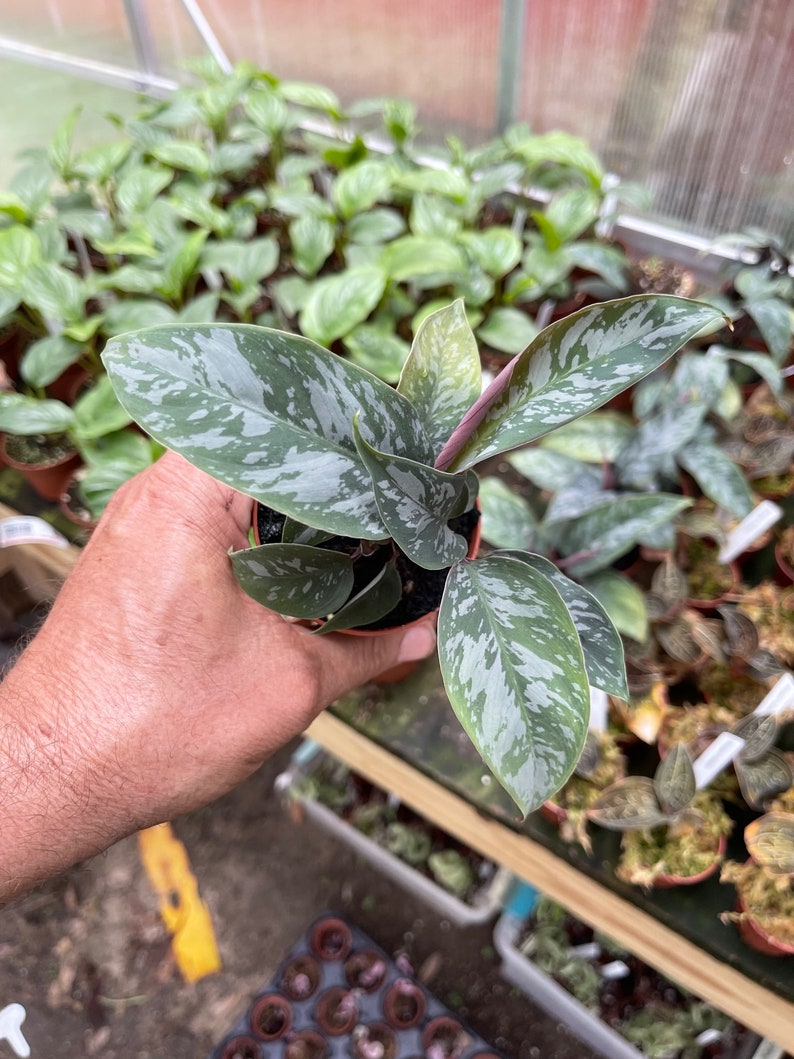 Apoballis Acuminatissima 'lavallei'. New Beautiful | Etsy