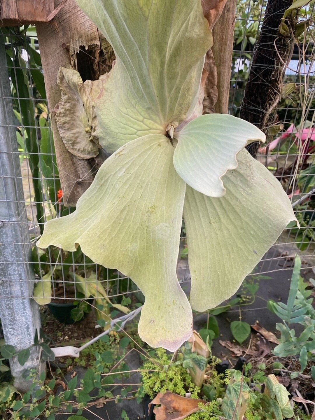 Platycerium Elephantotis Fern. Starter Plant! - Etsy