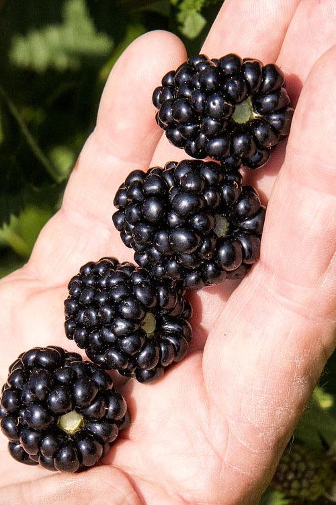 Rubus Ponca Thornless Blackberry. Also Known as Taste of Heaven! - Etsy