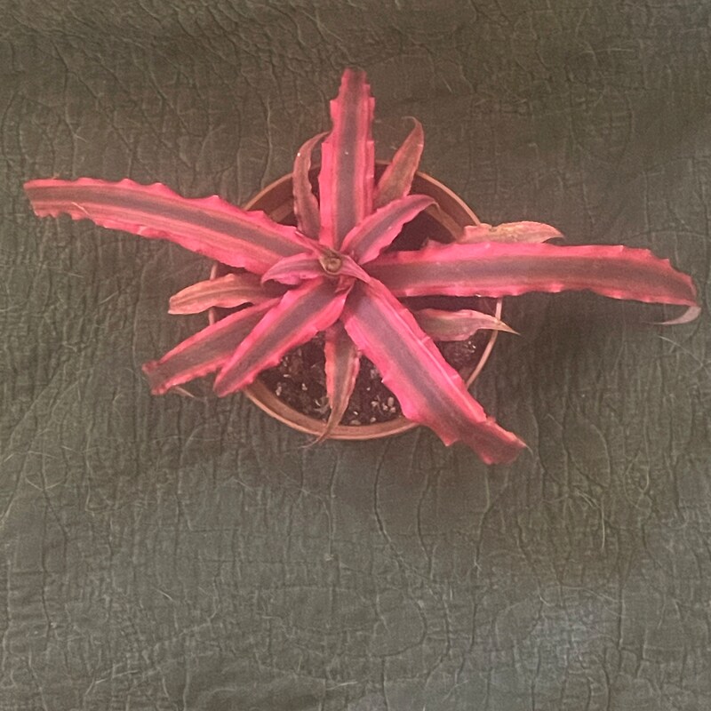 Cryptanthus - Etsy