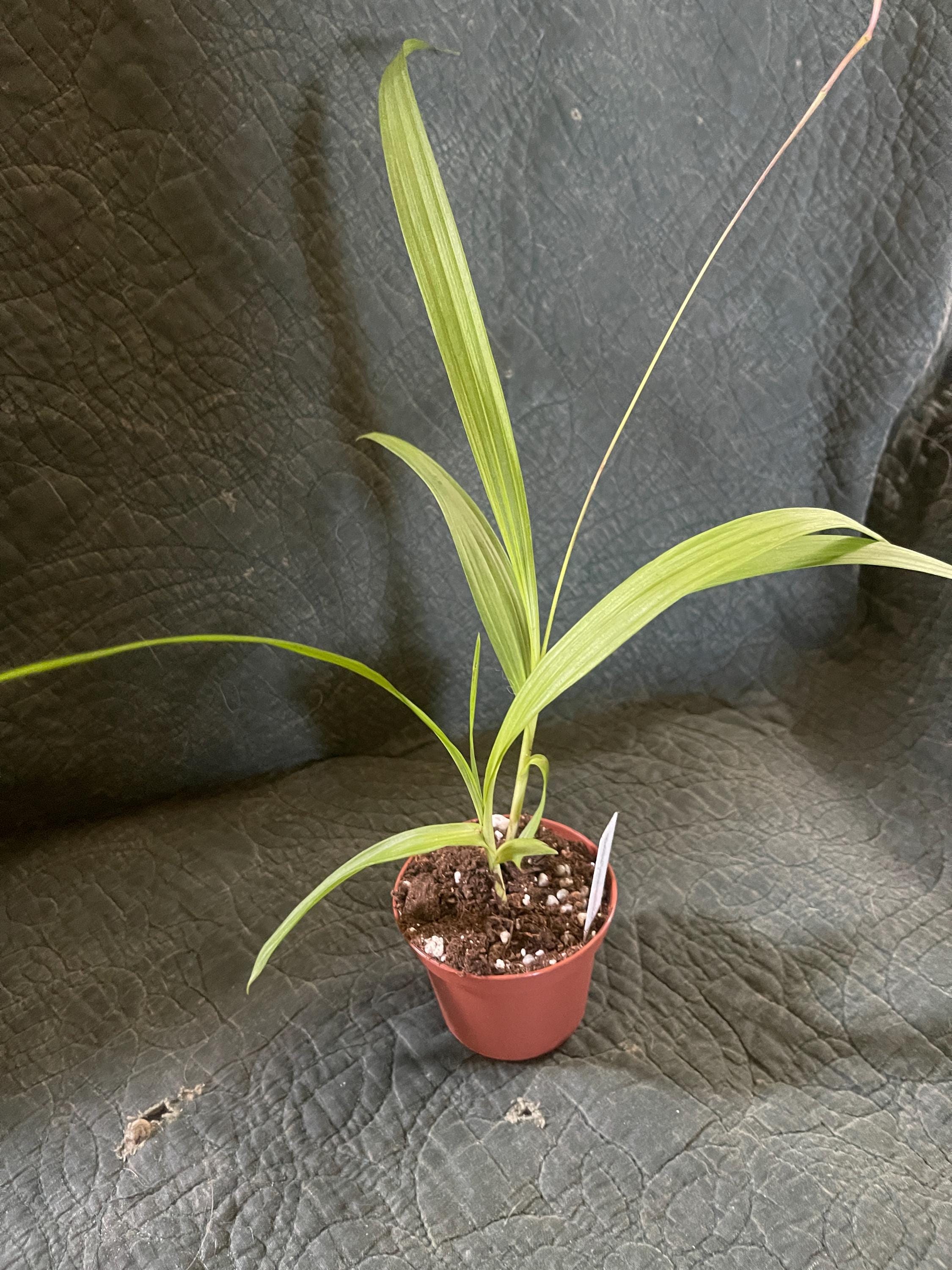 Bletilla Striata "terracotta Princess". Nice Ground Orchid in 3" Pot ...