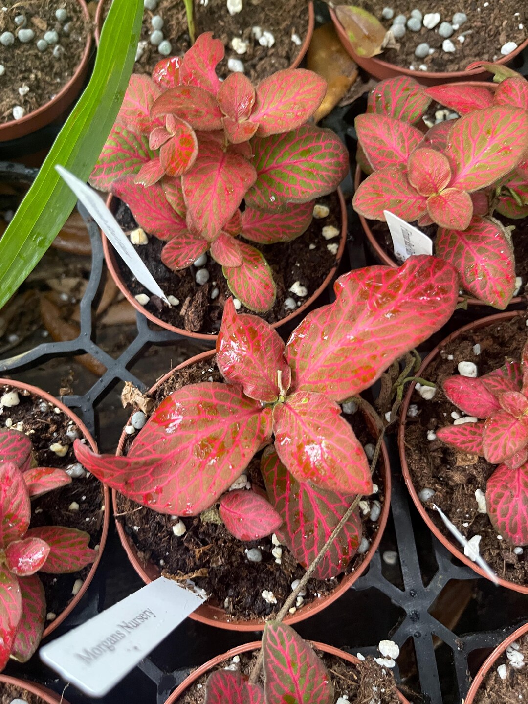 Fittonia Red Flame. Nerve Plant. Nice 3" Pot. - Etsy