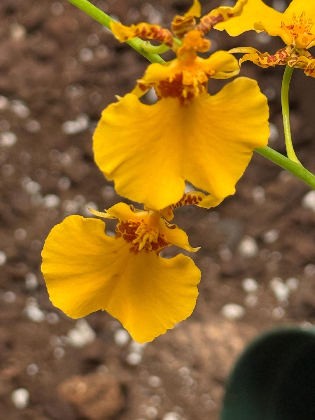 Oncidium Gower Ramsey Orange Delight. Nice Starter in 3” Pot. - Etsy