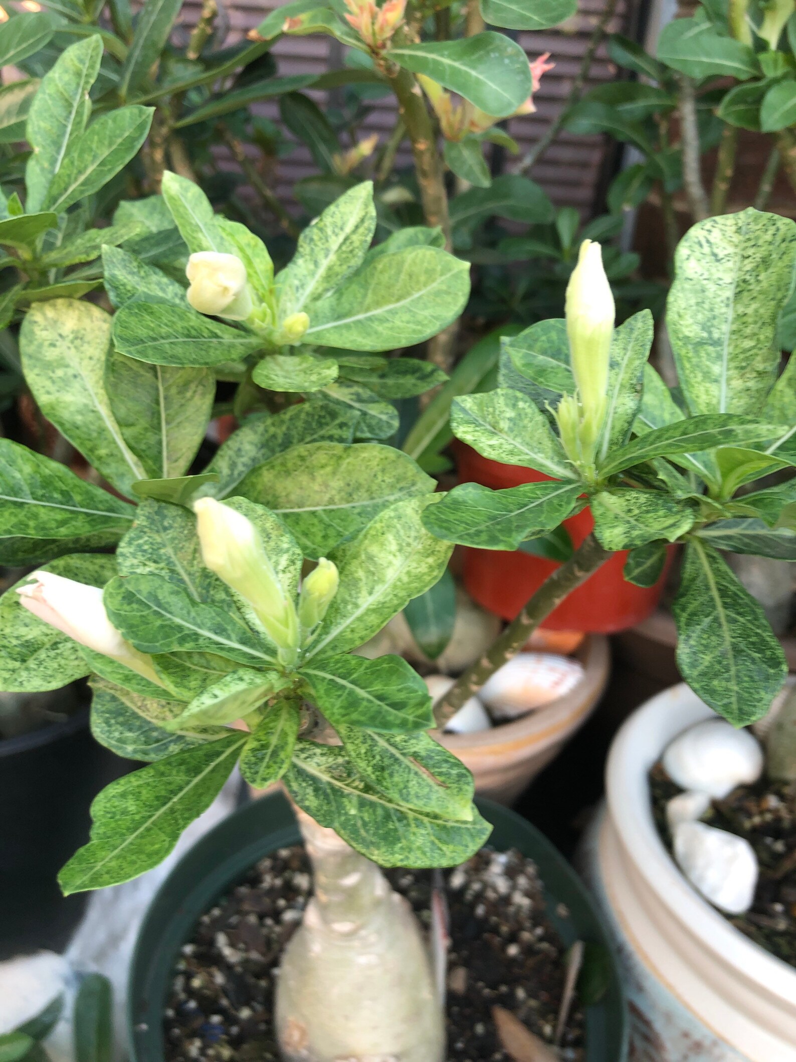 Frozen White desert roses drafted plant blooming condition | Etsy