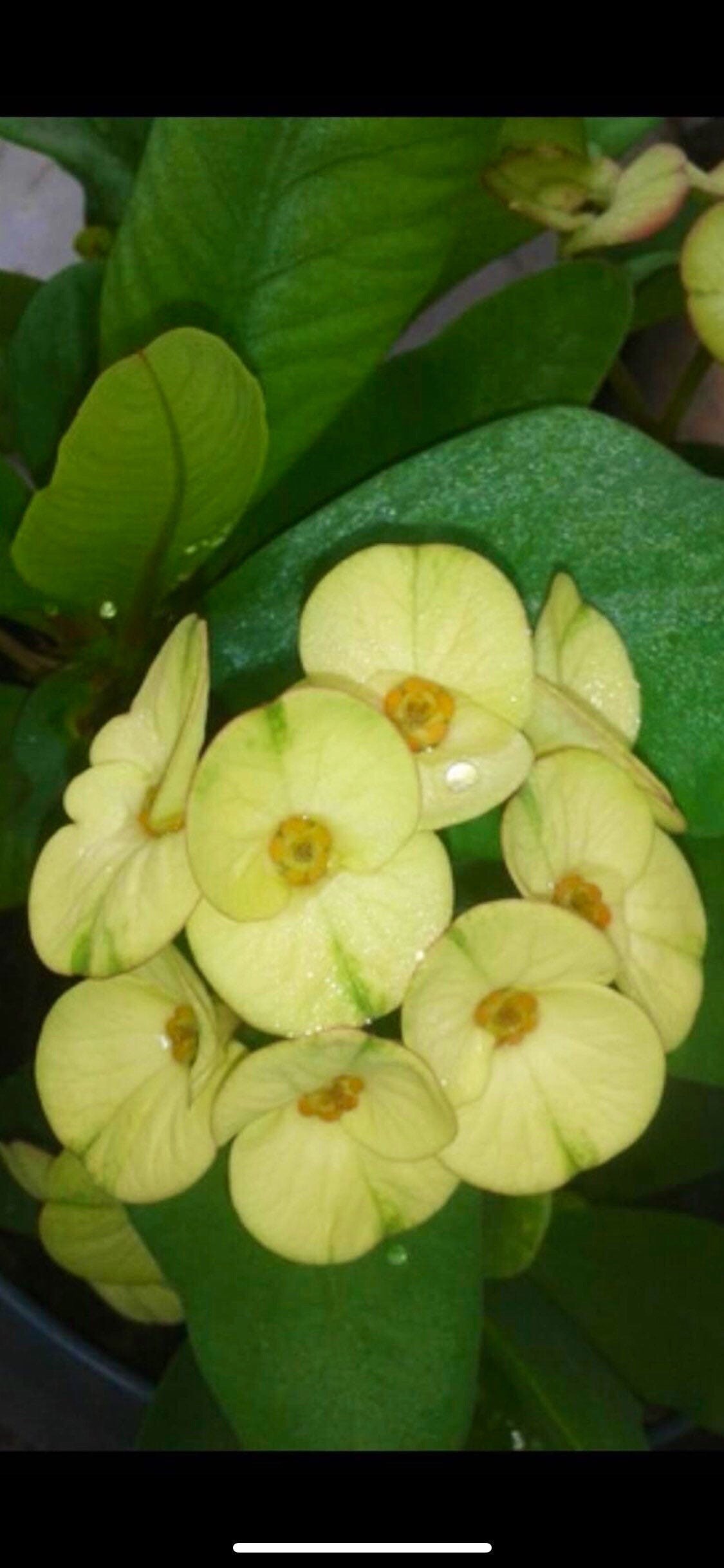 Yellow Lemon Crown of Thorn Corona Thai Hybrid Sale Cutting 4-6 Inches ...