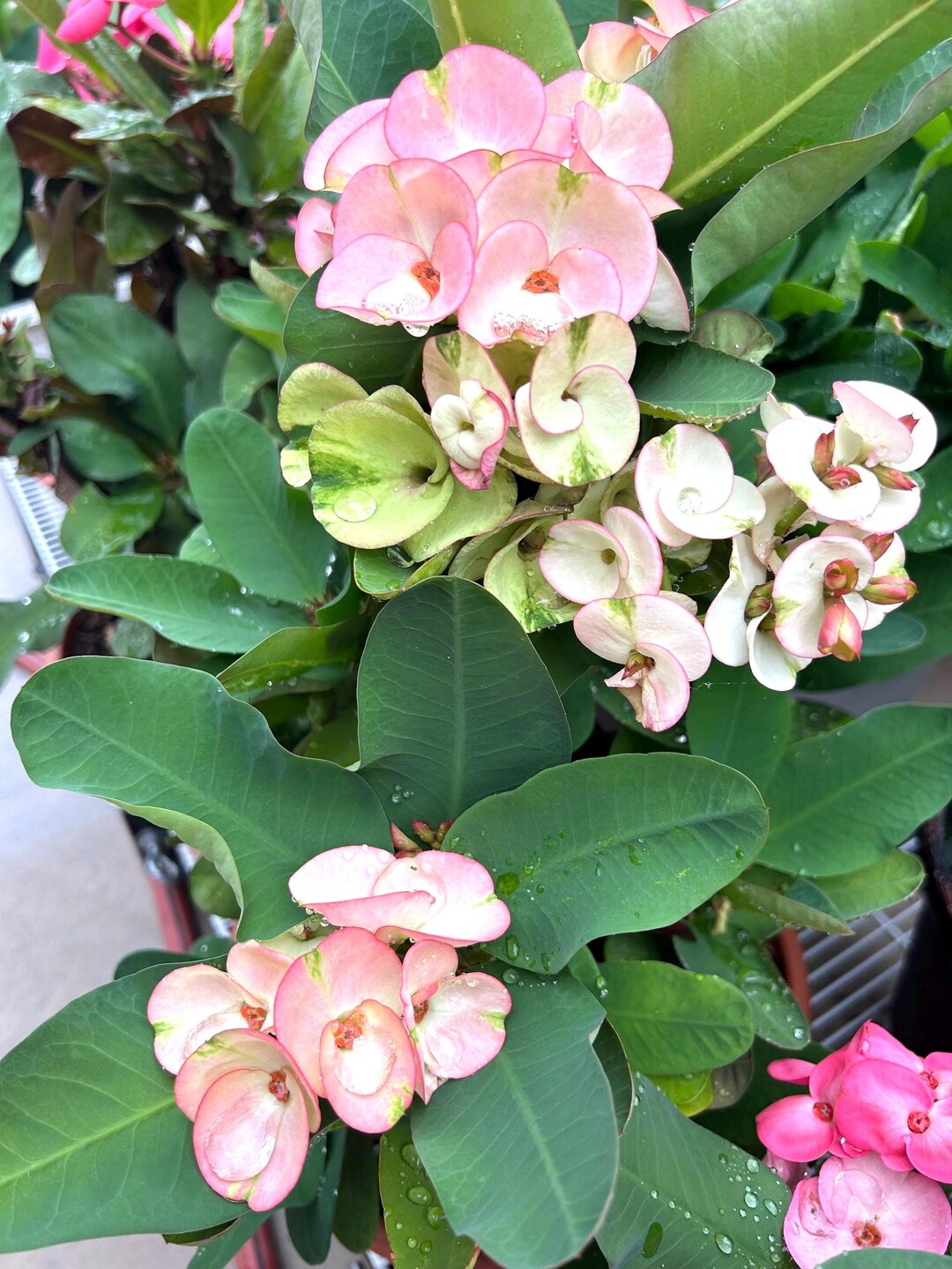 Sweet Dreams Pink Crown of Thorns Sale 2 Cutting 6-8 in No Root - Etsy