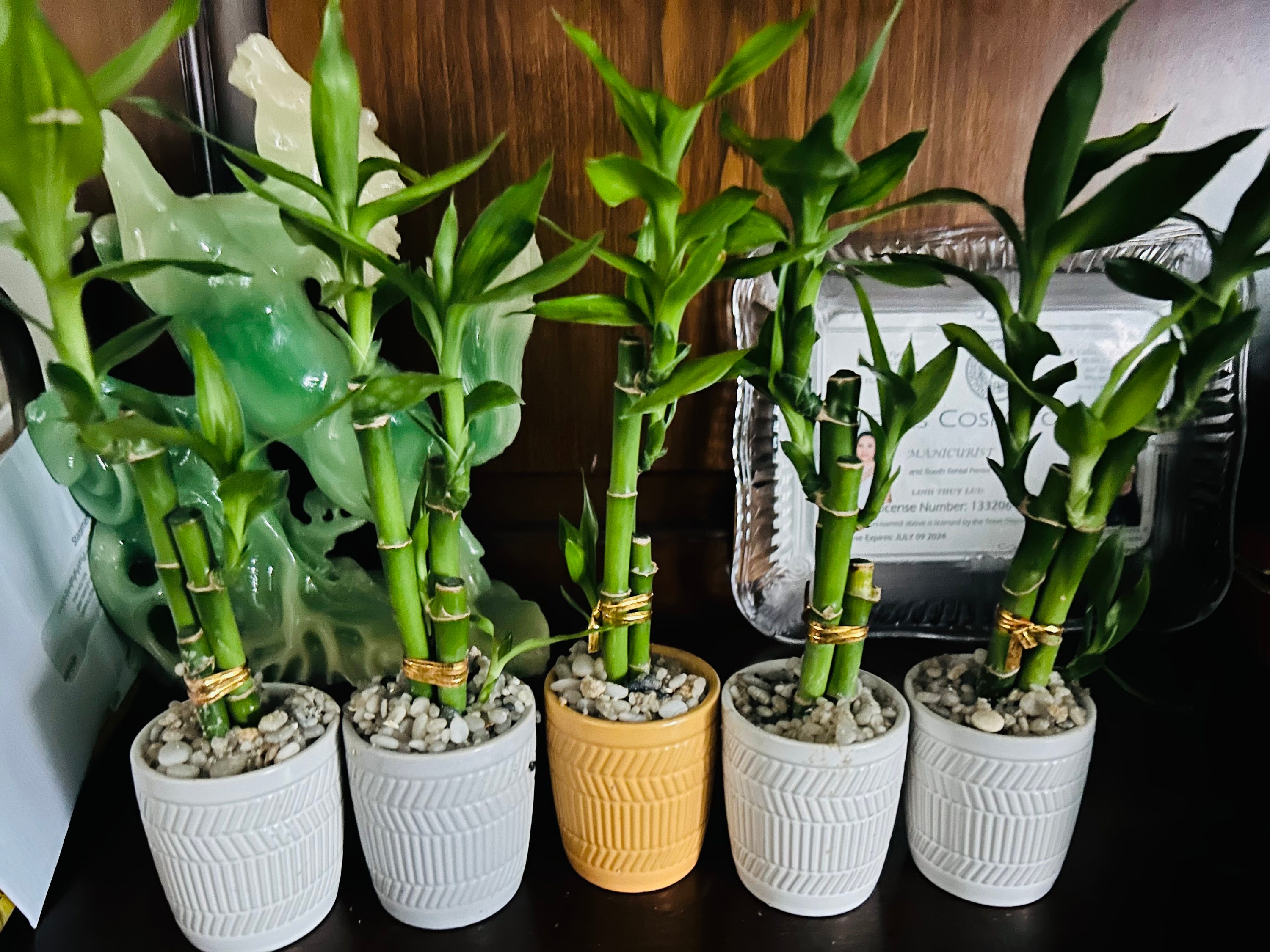 Indoor Lucky Bamboo Plant