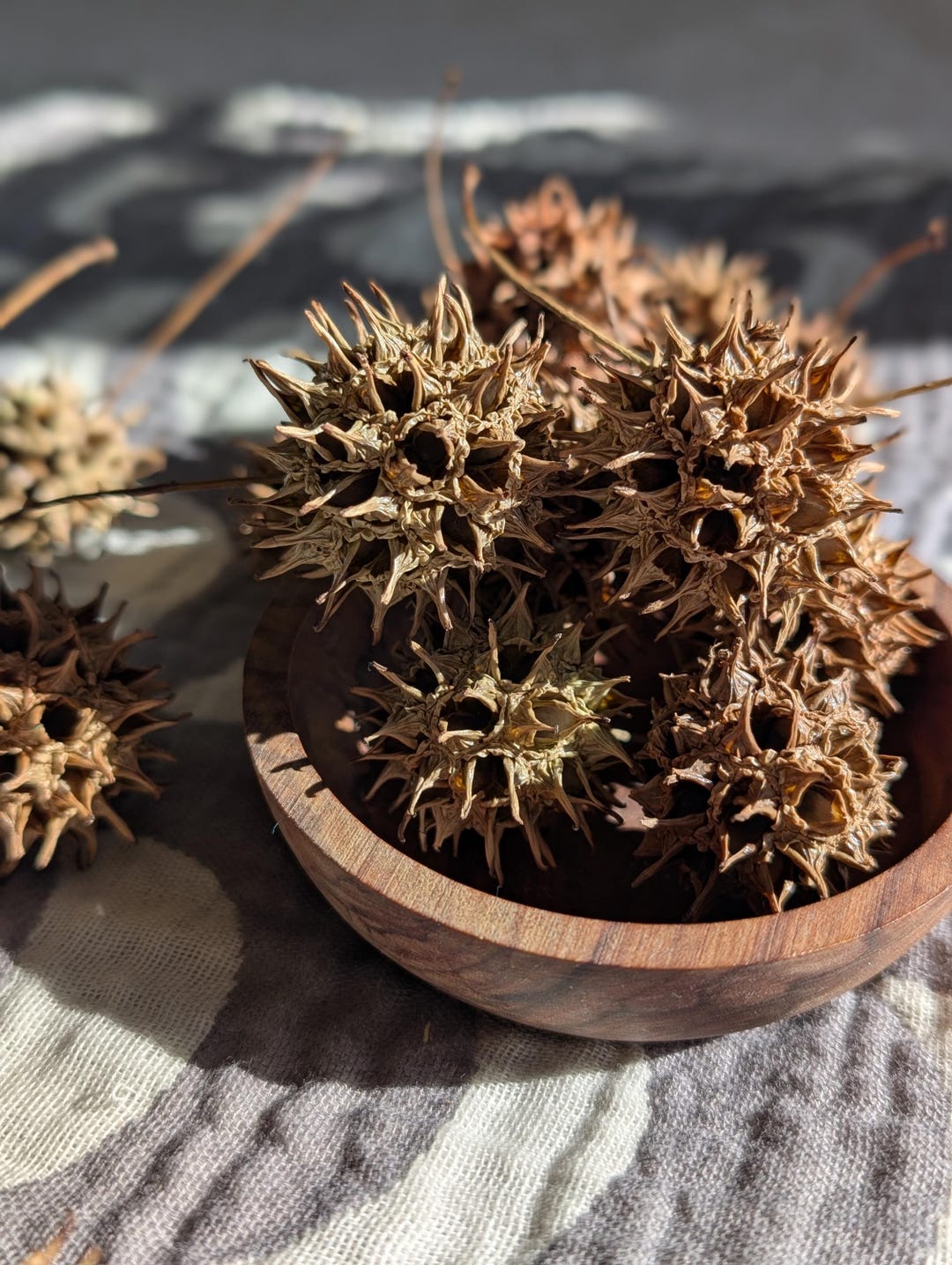 Witches Burr, Witch Balls, Sweet Gum Pods, Magical Curio Set of 5 - Etsy