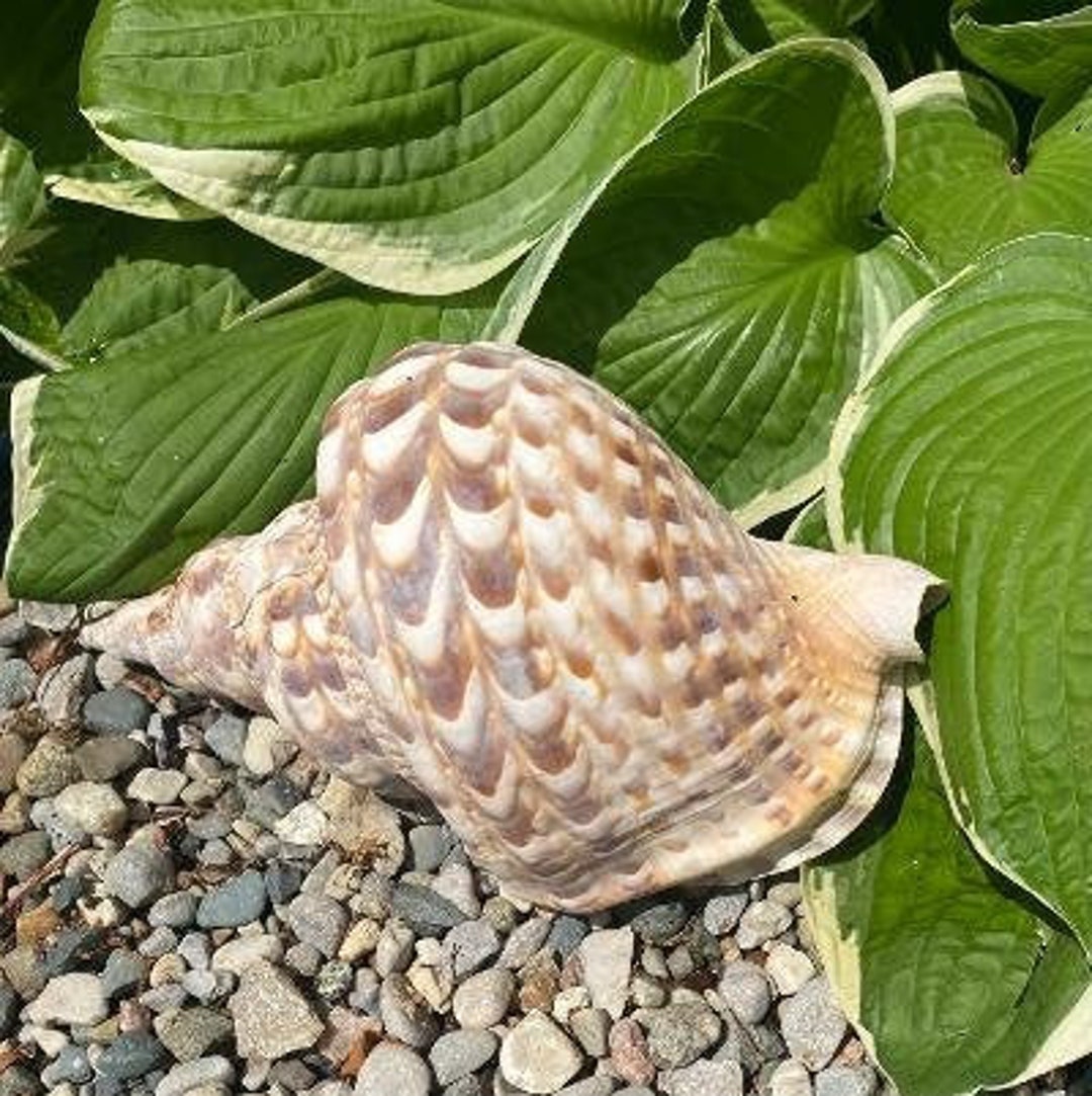 Triton Shell Large Charonia Tritonis Beach House Display - Etsy