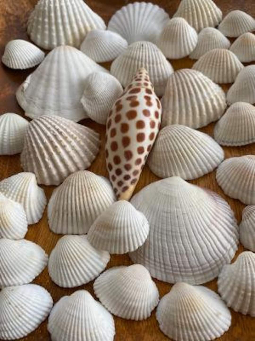 Vintage Scaphella Junonia Volute Shell Private Collection Juno's Volute ...