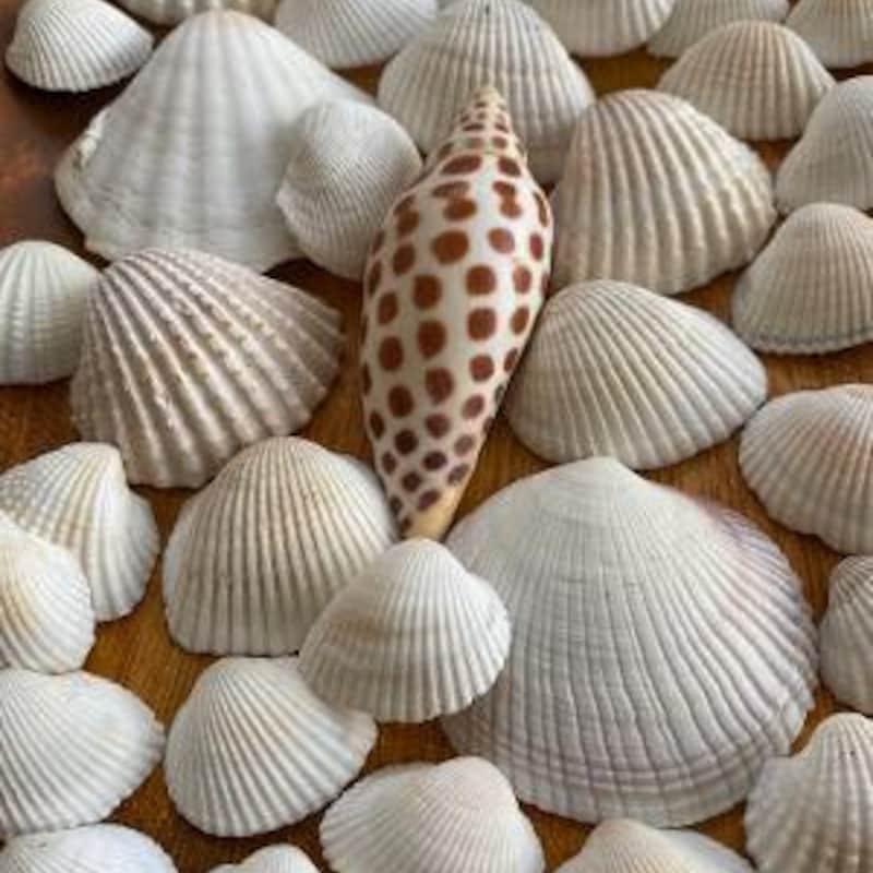 Rare Sea Shells - Etsy
