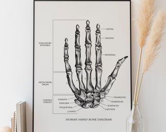 Hand Anatomy Poster | Etsy