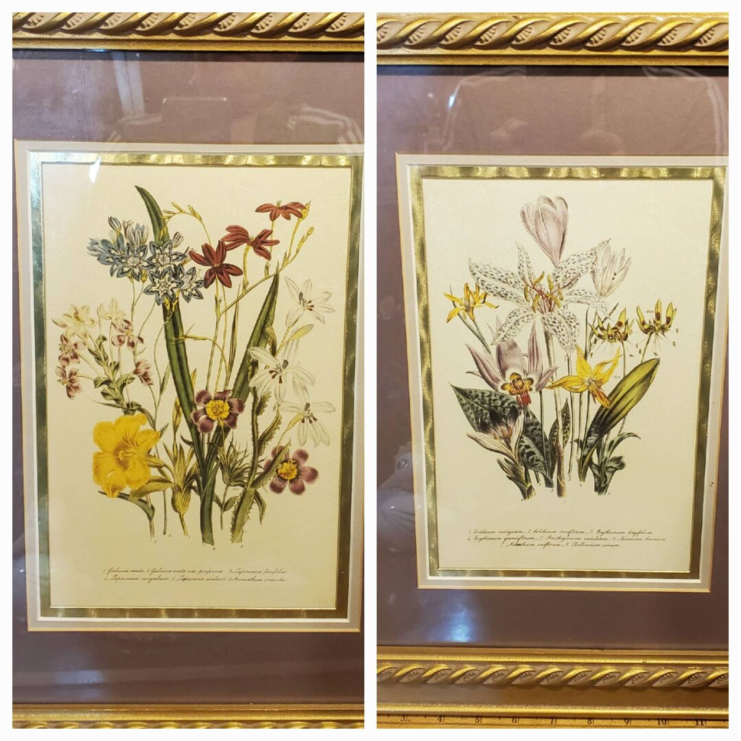 2 Vintage, Botanical Prints of Various Colorful Wildflowers in Ornate ...
