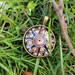 Vintage Compass Wind Rose Nautical Silver Plated Glass Cabochon Pendant ...