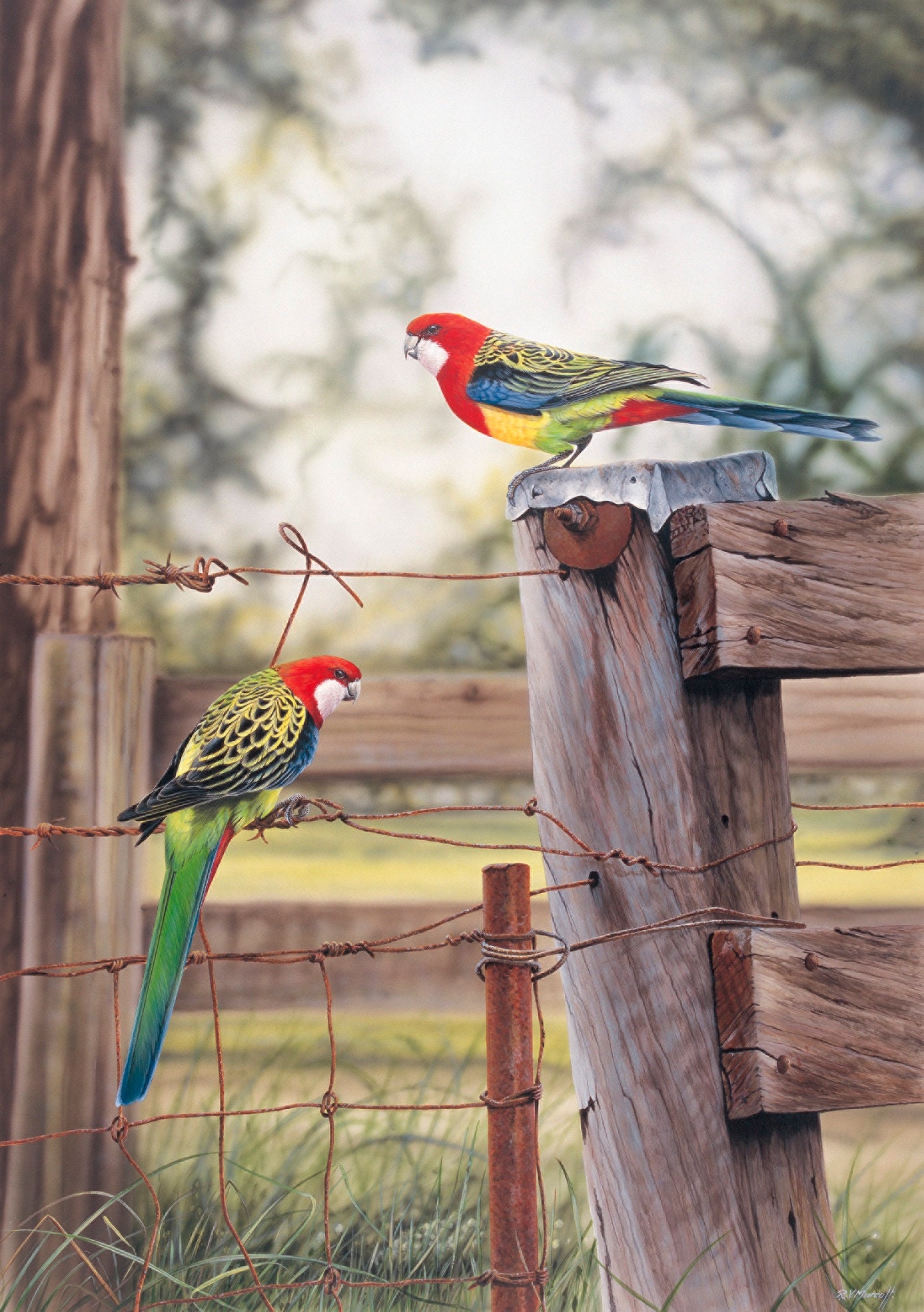 Eastern Rosellas - LIMITED EDITION Australian Wildlife Fine Art Print ...