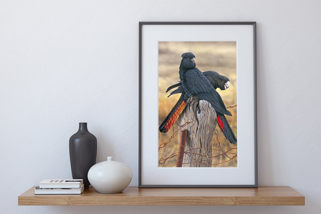 Red-tailed Black Cockatoo - LIMITED EDITION Australian Wildlife Fine ...