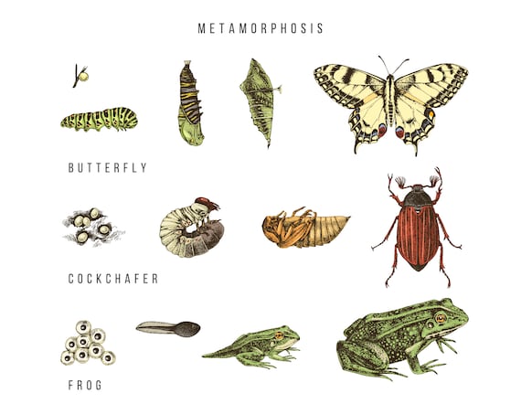 Butterfly Bug Frog Metamorphosis Clipart. Great for Art | Etsy