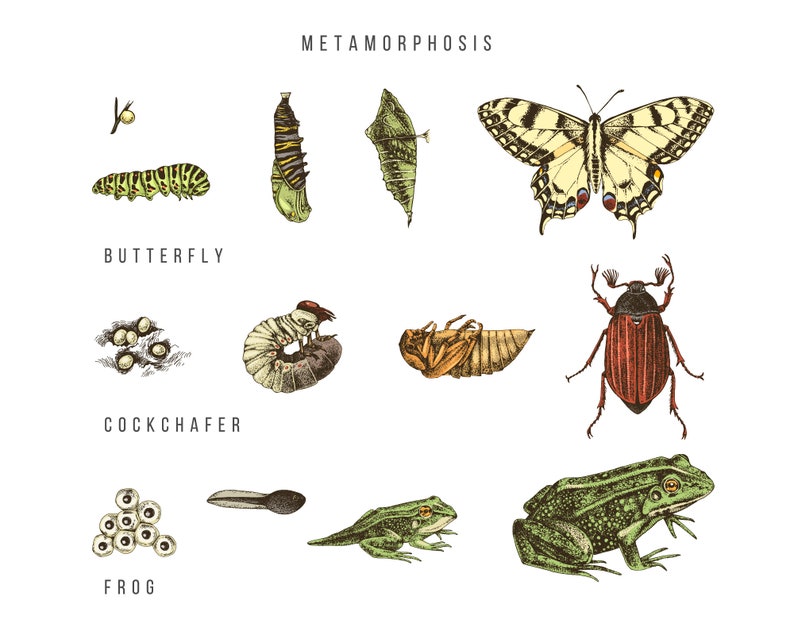 Butterfly bug frog metamorphosis clipart. Great for art | Etsy