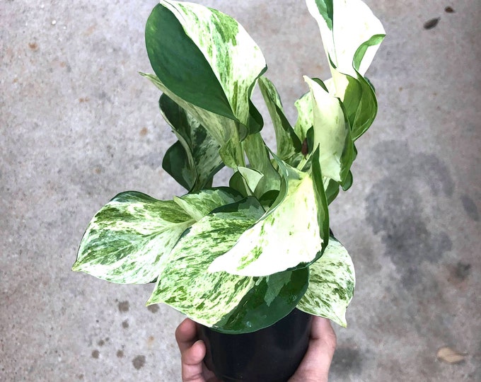 Rare Manjula Pothos Variegated - Etsy