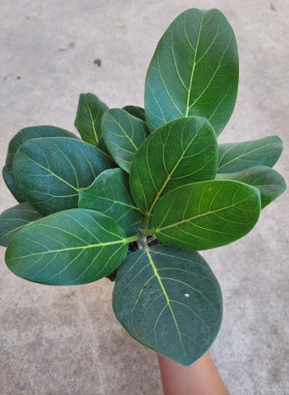 Ficus Audrey Ficus Benghalensis Live Trendy Potted House | Etsy