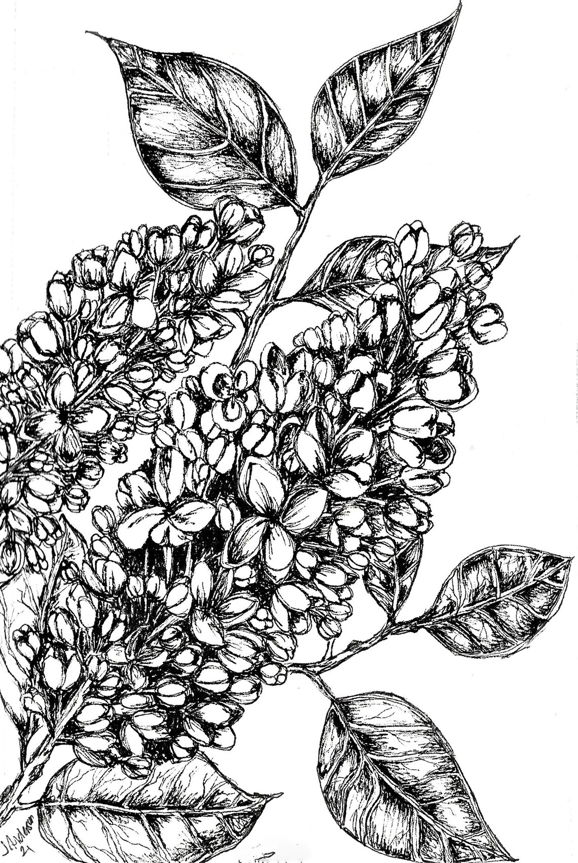 Printable Lilac Coloring Art Page by J.anderson Botanical - Etsy