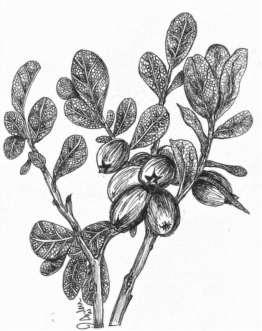 Printable Bilberry Coloring Art Page by J.anderson Botanical - Etsy