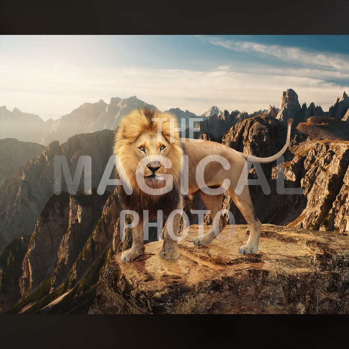 Lion Digital Background, Digital Backdrop, for Composite Photoshop ...