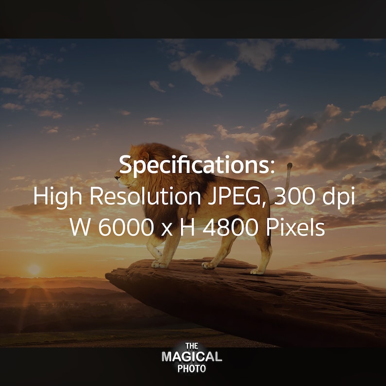 Lion Digital Background Digital Backdrop for Composite - Etsy